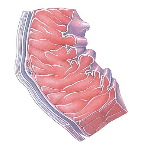 Heart Practical Pericardium Diagram Quizlet