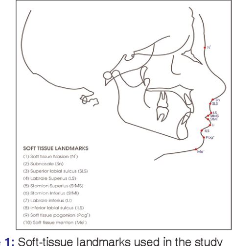 Labial Sulcus Semantic Scholar