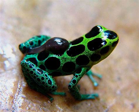 Самые ядовитые лягушки в мире ТОП 13 опасных лягушек