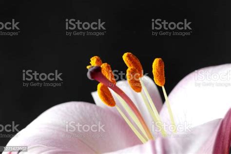 텍스트 장소와 검은 배경에 섬세한 분홍색 백합 꽃 휴일 결혼식 선물을위한 훌륭한 장식 개화기에 대한 스톡 사진 및 기타 이미지 Istock