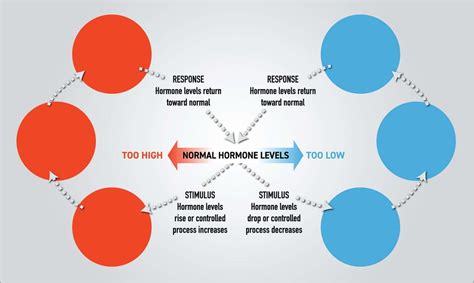 Regulation Of Hormone Release Diagram Quizlet