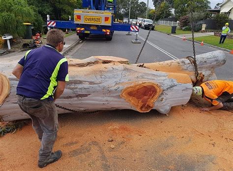 Babe Tree Removal Maintenance Newcastle Agility Trees