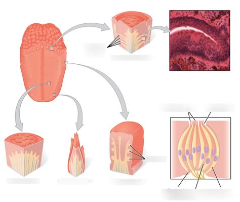 Biol 1593 Tongue Image Diagram Quizlet