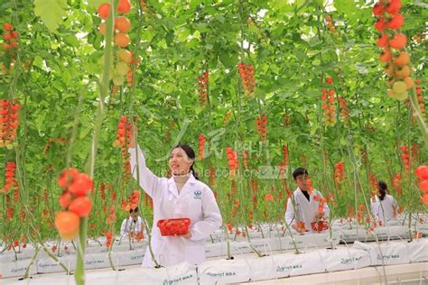 湖南东安立体种植鲜果俏上市 人民图片网