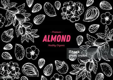 아몬드 너트 손으로 그린 스케치 너트 벡터 그림입니다 유기농 건강 식품 포장 설계에 적합합니다 각인 된 스타일 흑백 색상 0명에 대한 스톡 벡터 아트 및 기타 이미지