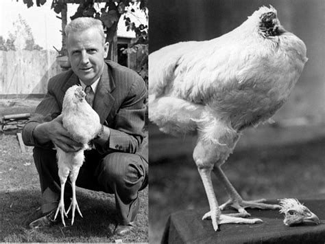 Mike The Headless Chicken That Lived Without Head For 18 Months Bcokv