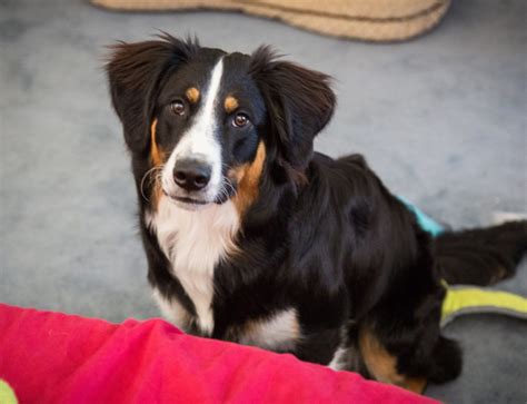 Breeder Directory English Shepherd Club