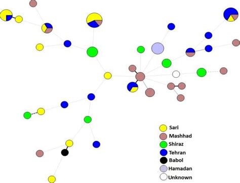 Minimum Spanning Tree Mst Representing The Genotypic Diversity Of 66