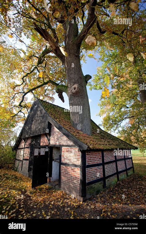 The Netherlands Breklenkamp Autumn Colours Tree Growing Through Roof