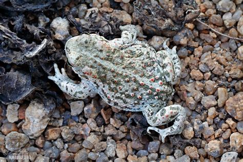 Natterjack Toad Photos Natterjack Toad Images Nature Wildlife