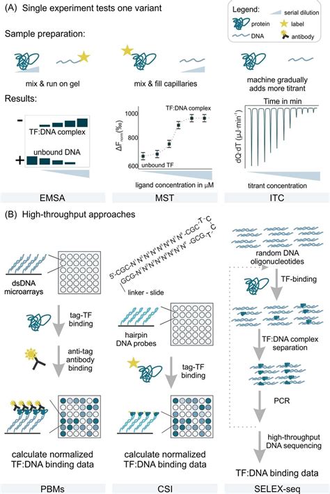 Selection Of Methods Used To Experimentally Assess Tf Dna Interactions Download Scientific