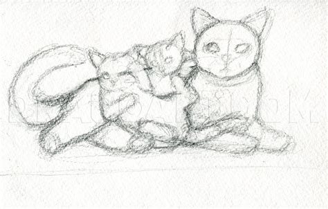 How To Draw Realistic Cats Draw Real Cats Drawing Step By Step By