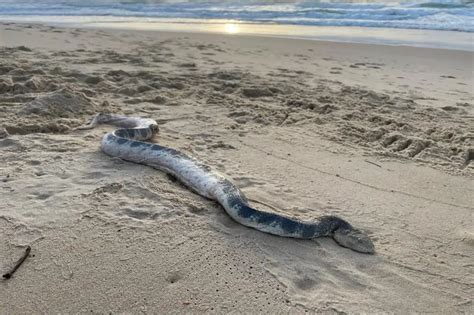 Sea Snake Pictures