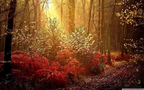 Autumn Forest Wallpapers Wallpaper Cave