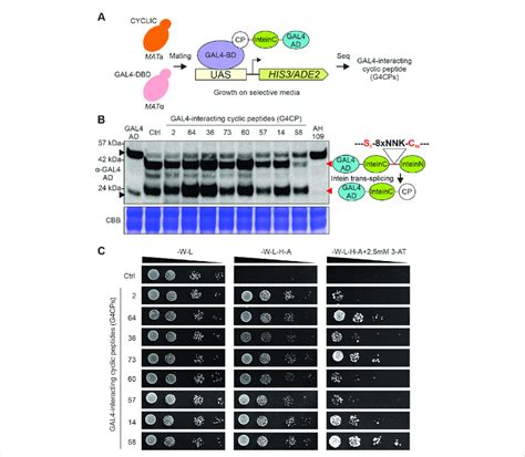 Cyclic Library Validation A Mating Based Yeast Two Hybrid Y2h Download Scientific Diagram