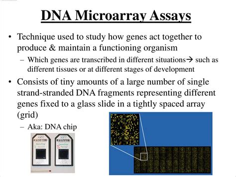 Ppt Dna Microarray Assays Powerpoint Presentation Free Download Id 4020248