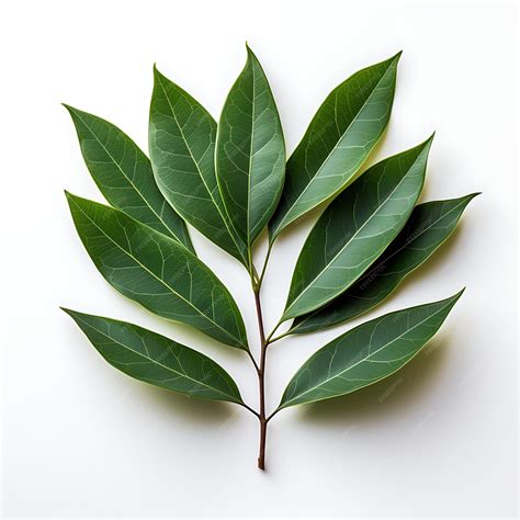 Premium Ai Image Isolated Of Oleander Leaf Showcasing Its Leathery