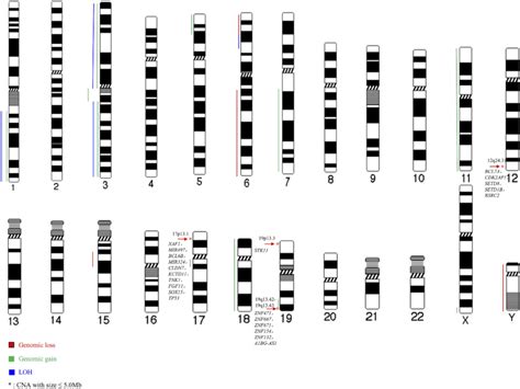 Copy Number Variations In The Present Case Of Primary Cardiac Diffuse Download Scientific