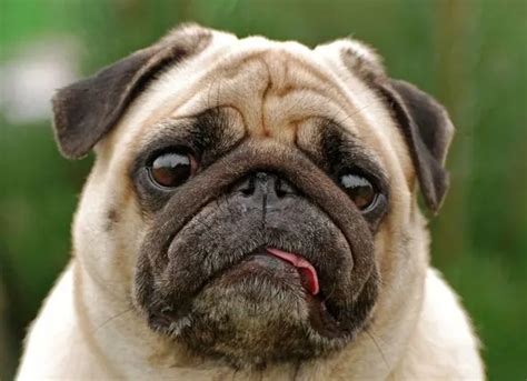 Isnt He Cute Scrolller