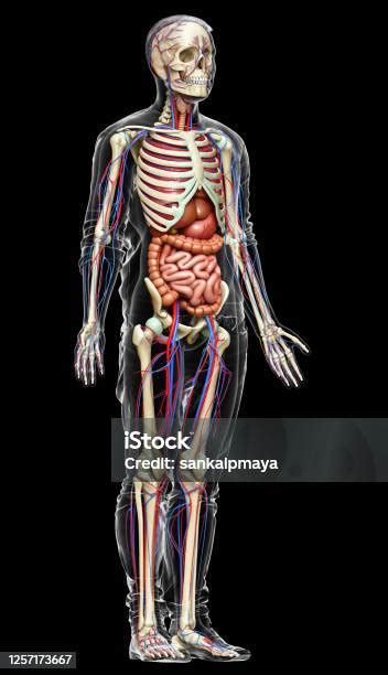 3d 남성 내부 장기 골격 및 순환 시스템의 의학적으로 정확한 그림을 렌더링n 0명에 대한 스톡 사진 및 기타 이미지 0명 3차원 형태 건강관리와 의술 Istock
