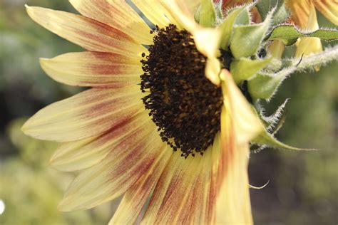 배경 화면 매크로 노랑 화분 봄 플로라 꽃잎 4272x2848 Px 꽃 피는 식물 닫다 데이지 가족 해바라기 씨 4272x2848 841723