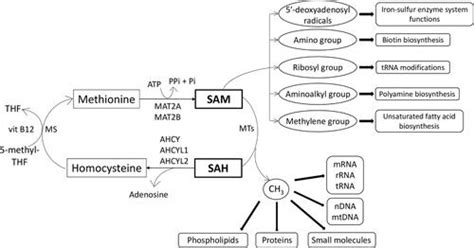 S 腺苷 甲硫氨酸和s 腺苷 高半胱氨酸的功能作用及其在21三体中的作用biofactors X Mol