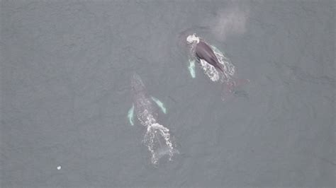 Avistamiento De Ballenas As Se Apreci El Gran Espect Culo De Los Mam Feros Marinos En Huacho