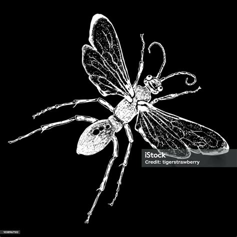 곤충 그리기 고립 된 꿀 꿀벌을 Stipple 화상 자국 및 해칭 음영 스타일 유행 자 수에 버그를 비행 벡터입니다 검은색에 대한 스톡 벡터 아트 및 기타 이미지 Istock