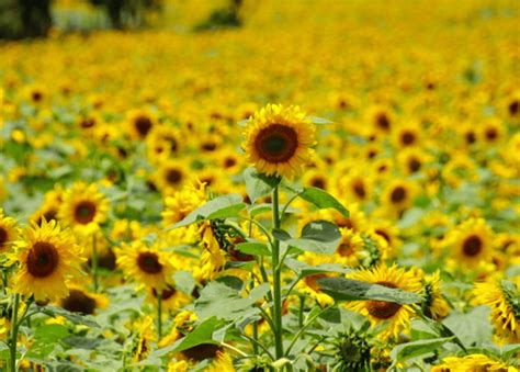 맑은 하늘 아래 아름다운 해바라기 명소 Top 4 여행톡톡