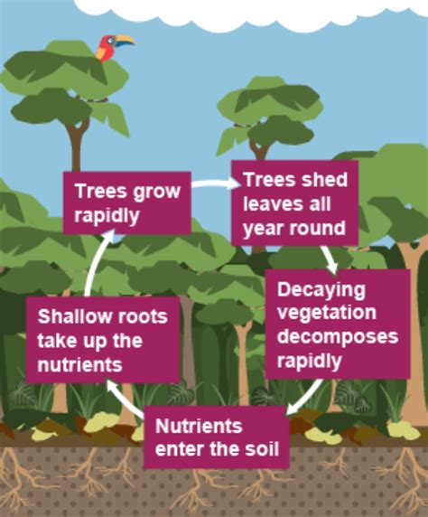 Nutrient Cycle Worksheet