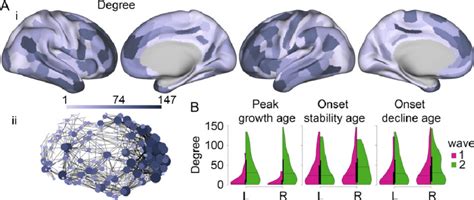 Hubs Of The Structural Covariance Connectome Have A Long Period Of Download Scientific Diagram