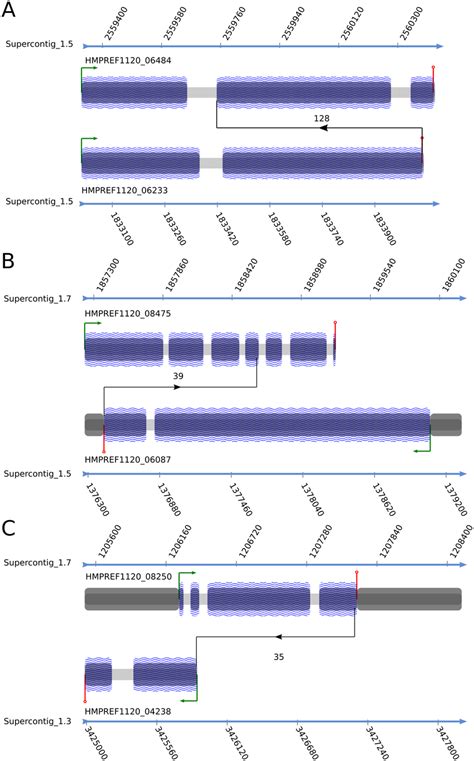 Graphical Representation Of The Chimeric Rnas With The Highest Number Download Scientific