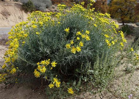 Senecio Flaccidus Var Douglasii Calflora