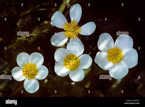 Pond Water Crowfoot Pond Water Crowfoot Ranunculus Peltatus In