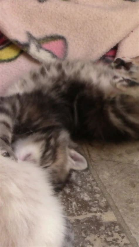 Adorable Kittens Wrestling