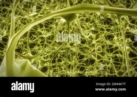 Neurons Brain Mind Axon Thought Neural Network Hologram Cell Health Science 4k Stock Video