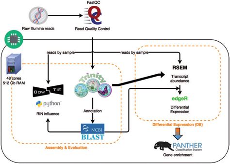 Overview Of The Bioinformatics Pipeline Used In This Study Download