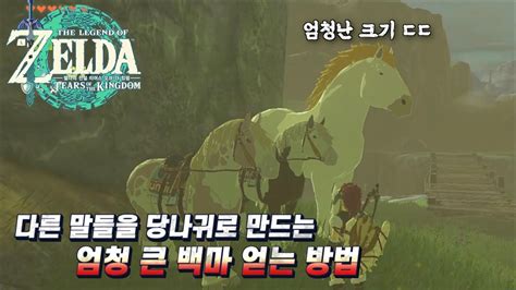 [젤다의 전설 왕국의 눈물] 다른 말들을 당나귀로 만드는 엄청 큰 백마 얻는 방법 Youtube