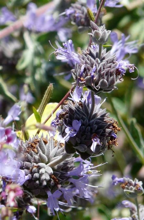 Salvia Pozo Blue Grey Musk Sage