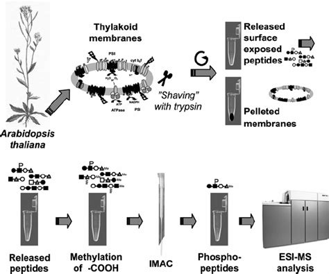 Strategic Scheme Of Phosphopeptide Purification Steps Used In Paper I Download Scientific