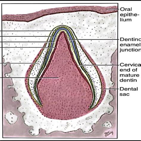 4 Enamel And Dentin Matrix Formation Fehrenbach And Popowics 2019 Download Scientific Diagram