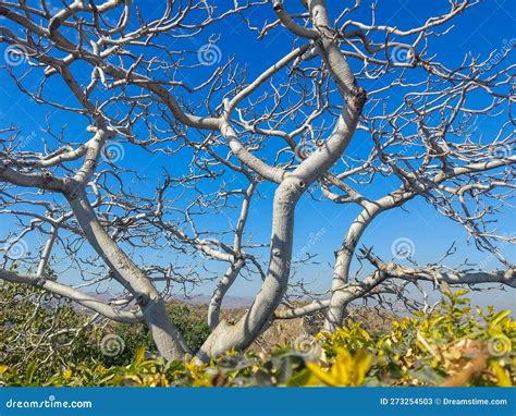 Tree Mesh With Blue Sky Stock Image Image Of Food Tree