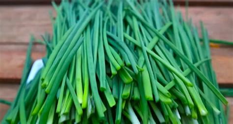 Городникам розповіли як виростити велику цибулю без стріл Читайте на Ukr Net