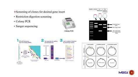 Role Of Cloning Methods In Drug Discoverypptx