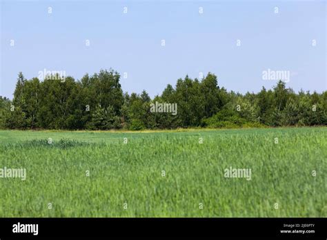 Field With Green Immature Oats Growing Livestock Feed Green Oats In A