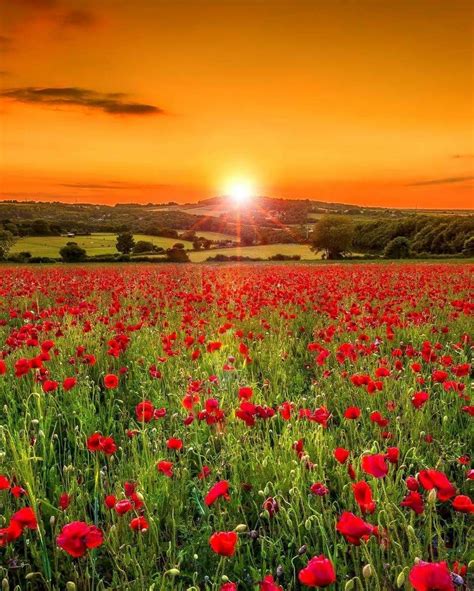 Пейзаж маки 76 фото