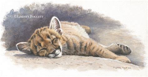 Quite Time Cougar Cub Lindseyfoggett