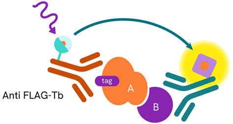 Htrf Anti Flag Mab Tb Conjugate 1 000 Assay Points Revvity