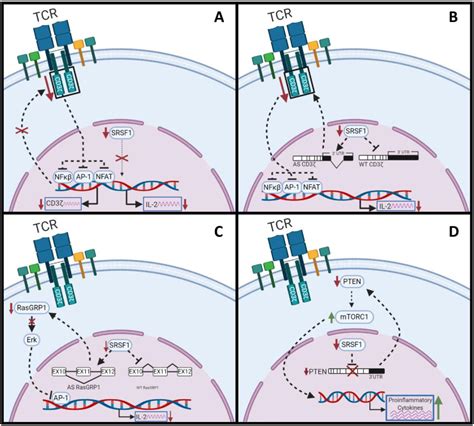 Figure 3 From The Rna Binding Protein Srsf1 Is A Master Switch Of Gene Expression And Regulation