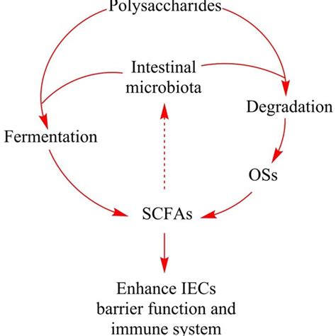 The Role Of Natural Polysaccharides In Intestinal Fermentation Download Scientific Diagram